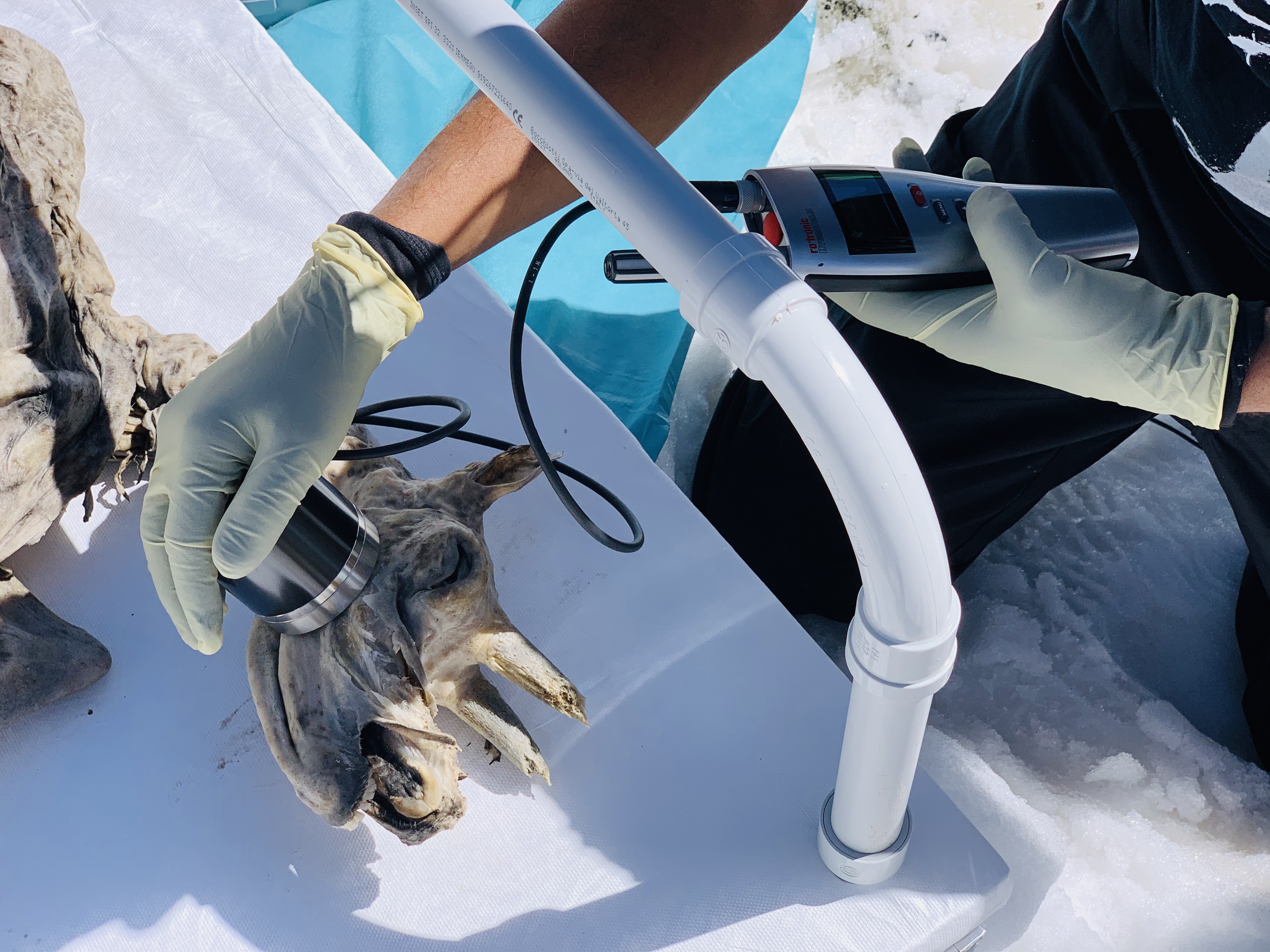 A 400-year-old chamois will serve as a model for research on ice mummies