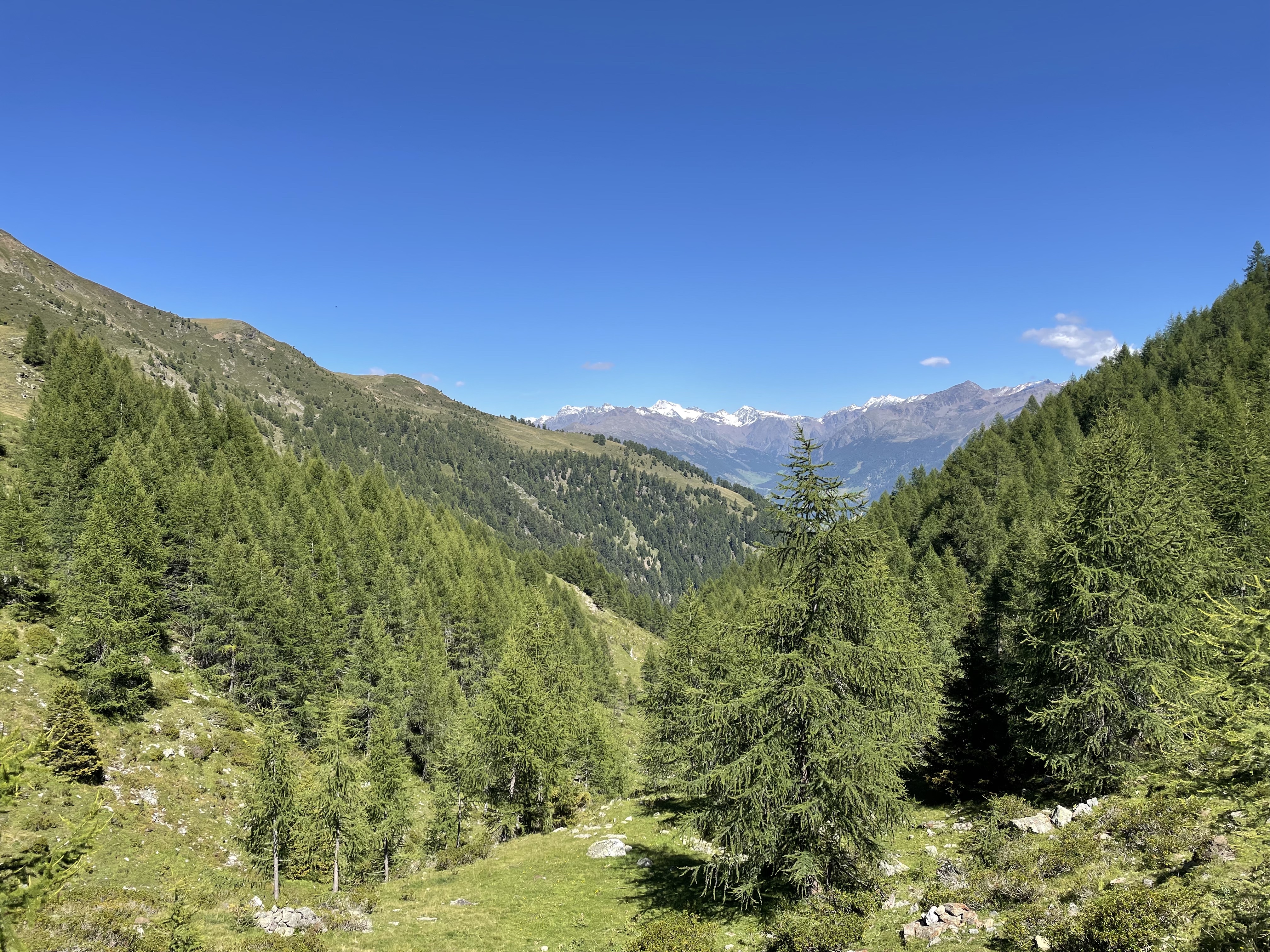 The future of forests - Eurac Research
