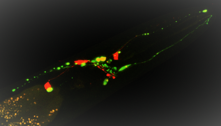Meeting C. elegans - Eurac Research