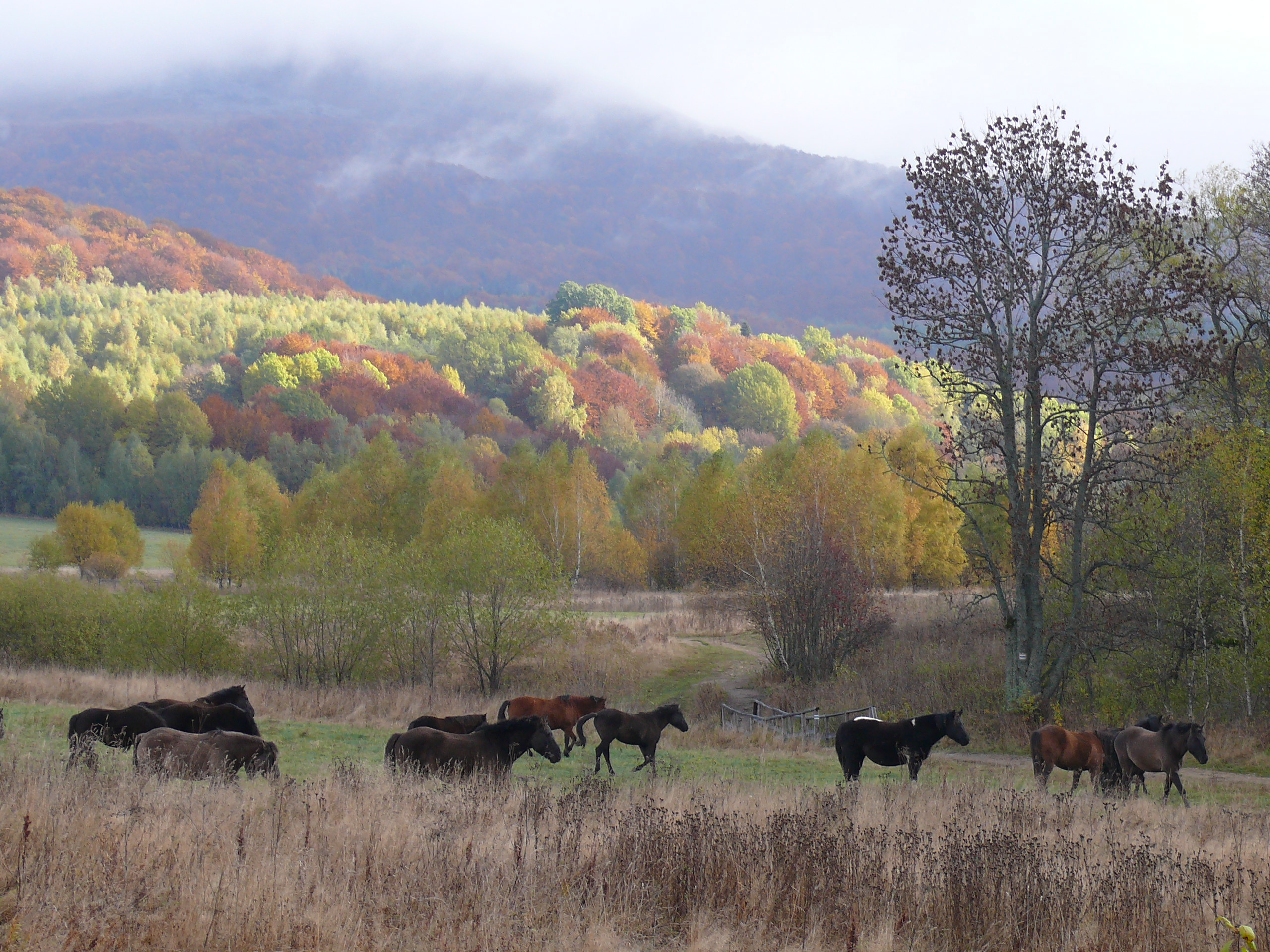 Carpathian Cooperation - Eurac Research