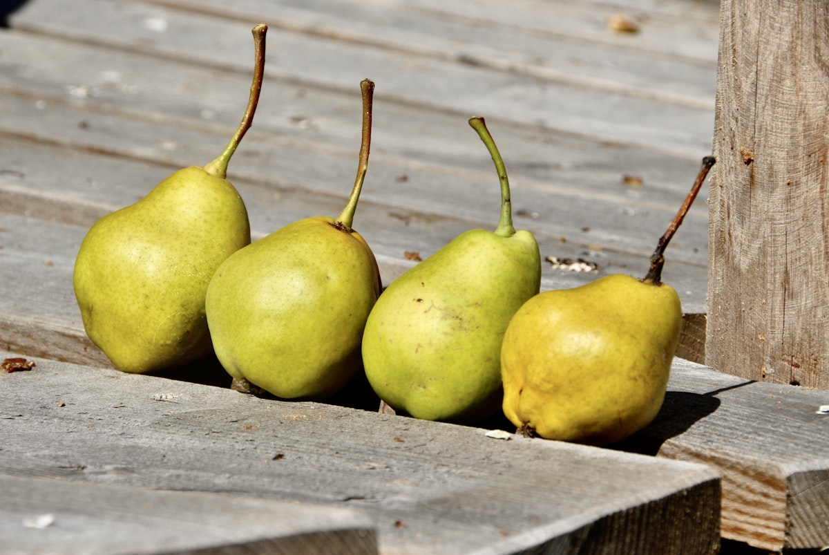 Coltivazione e lavorazione della pera Pala: sapere, valori e pratiche