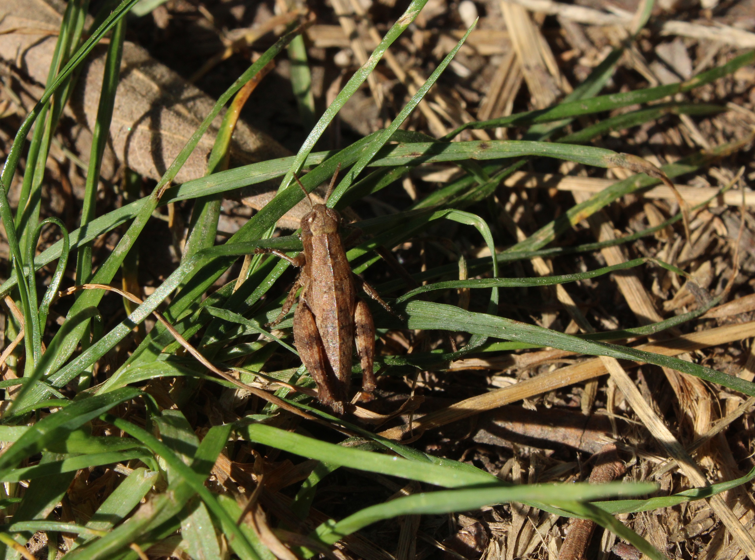 Il canto delle cavallette - Eurac Research