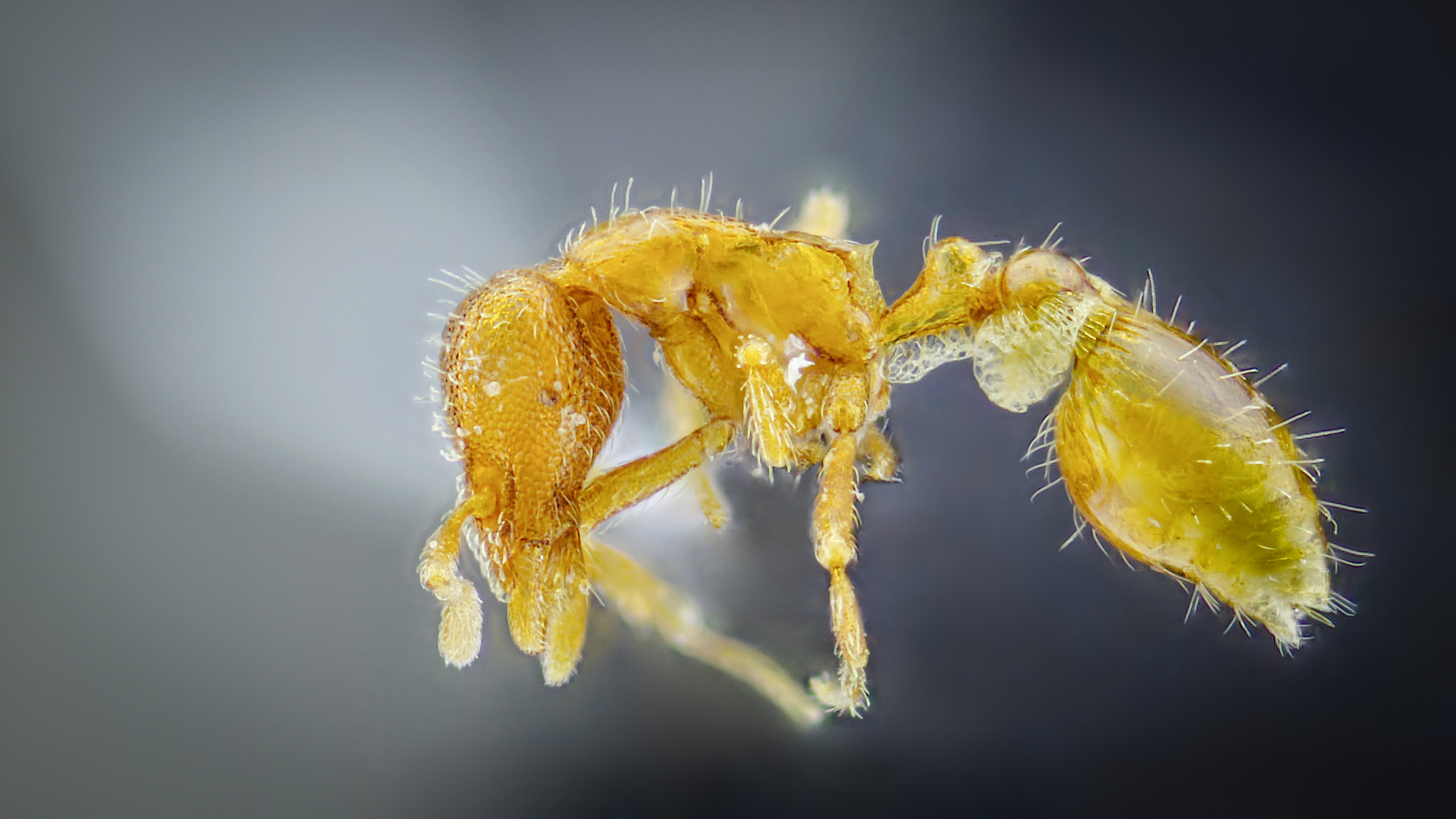 Strumigenys baudueri: an ant documented in South Tyrol for the first time