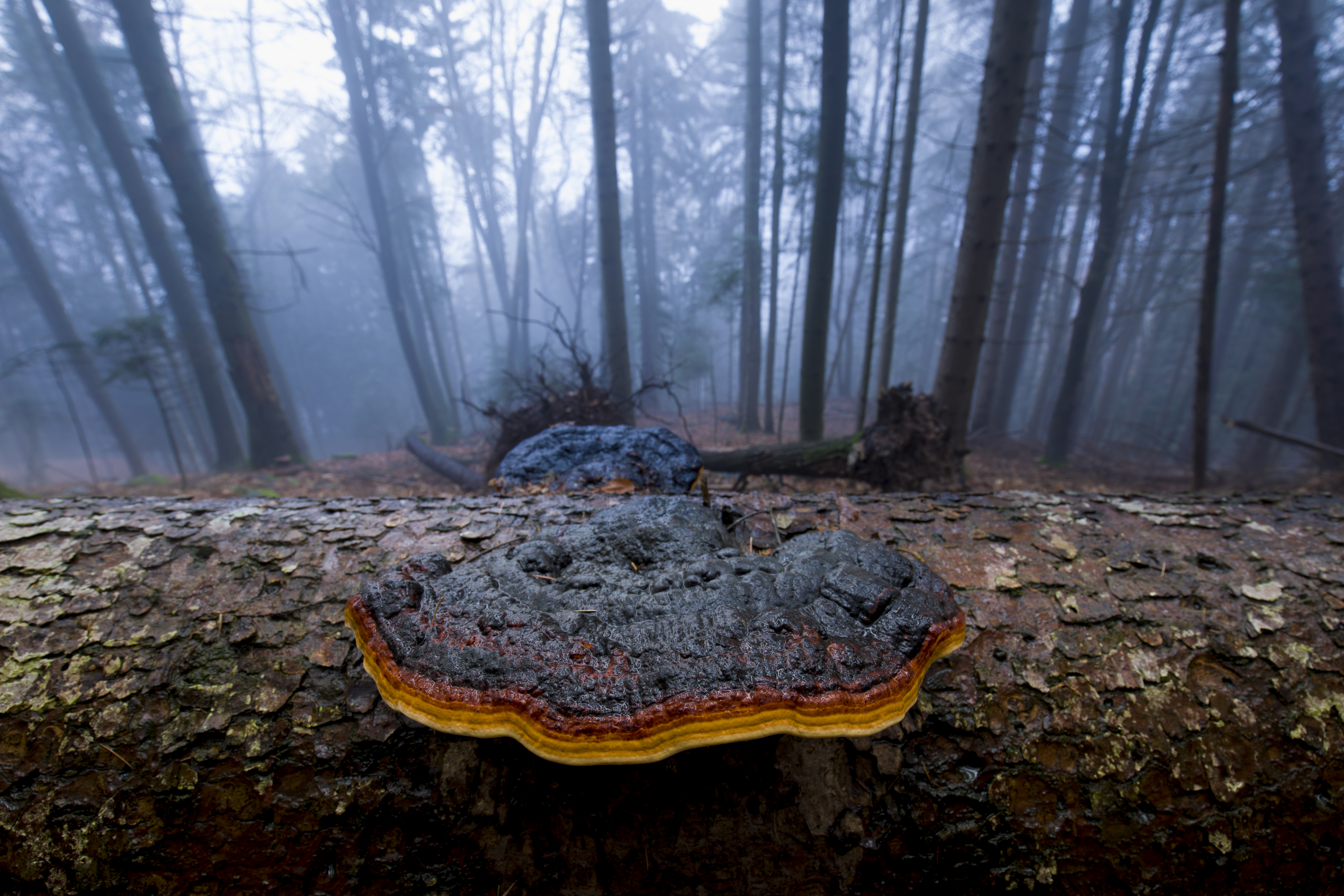 Das Echo des Todes - Eurac Research