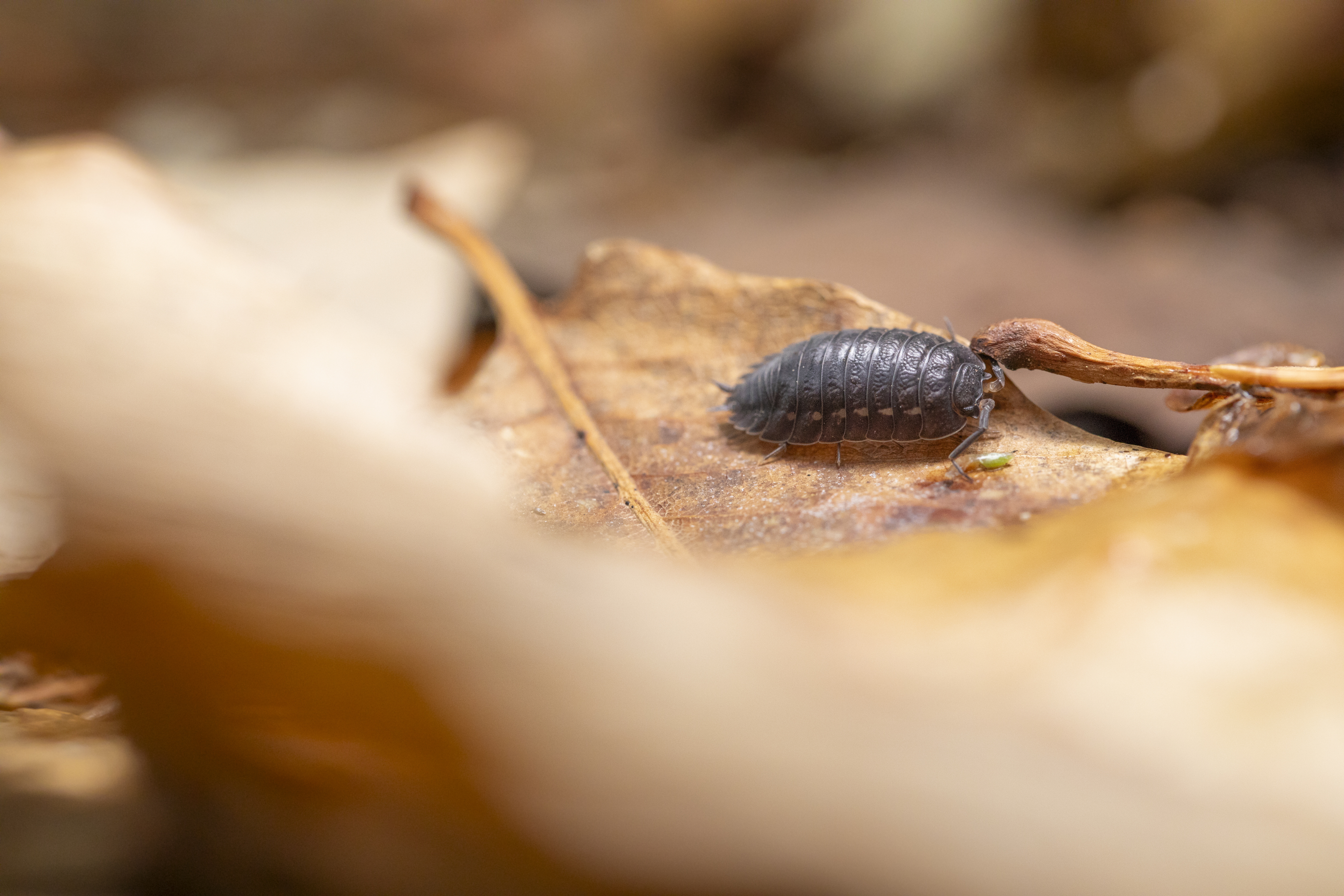 Soil is alive - Eurac Research